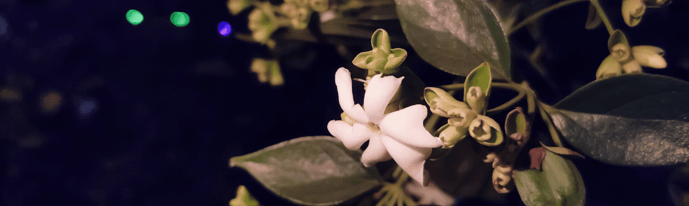 Sol De Janeiro Cheirosa '76 Review: Flowerbomb Dupe!